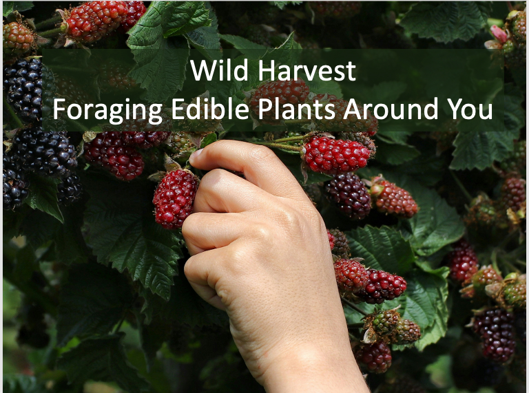 Wild Harvest: Foraging Edible Foods Around You - Watershed Wise Training
