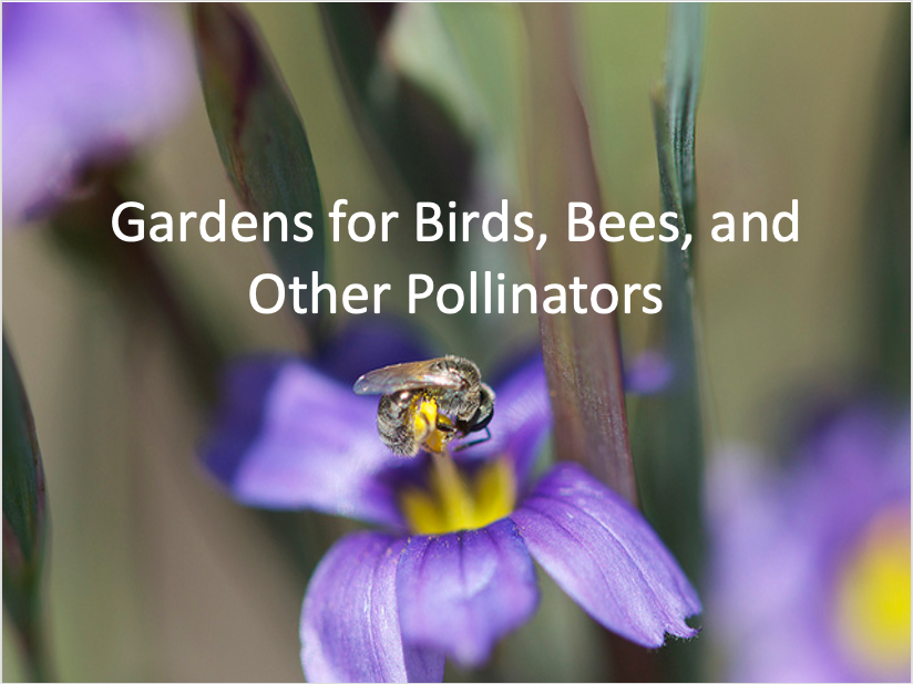 Gardens for Birds, Bees and Other Pollinators - Watershed Wise Training