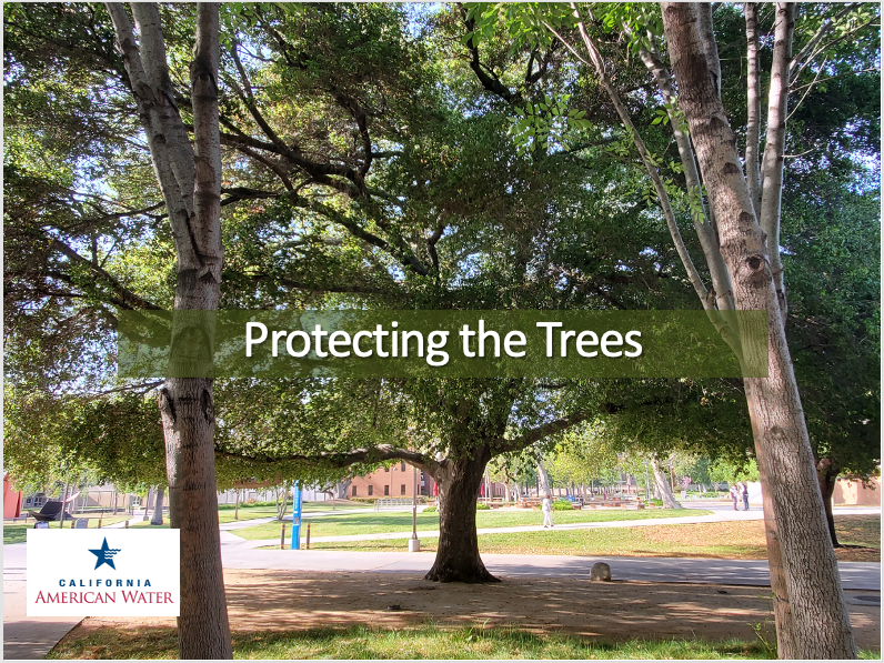 Protecting the Trees_California American Water - Watershed Wise Training